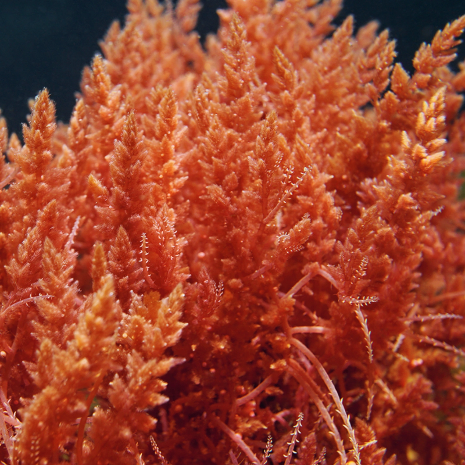 Rougeur de la peau, rosacée et couperose | Louis Widmer