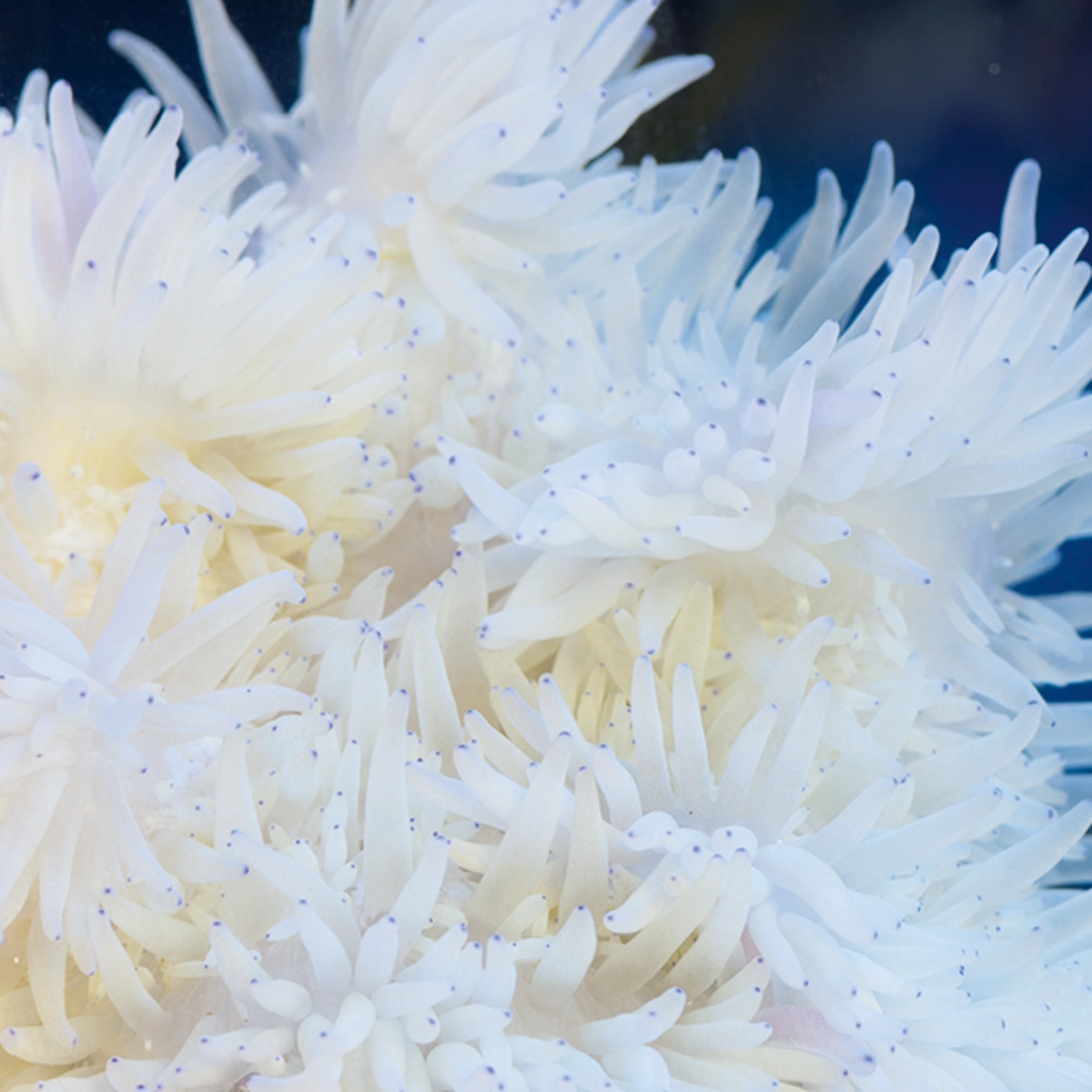 Rougeur de la peau, rosacée et couperose | Louis Widmer